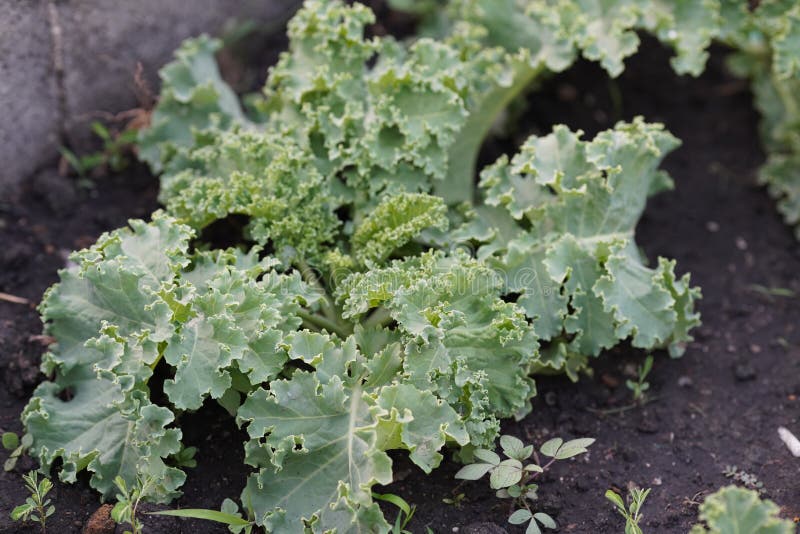 Closeup Shot of Collard Greens Growing Stock Photo - Image of farm ...