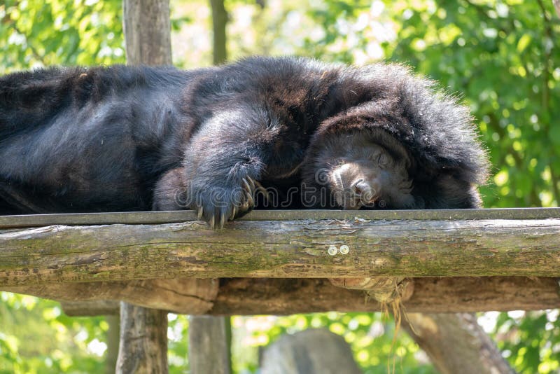Closeup Shot of a Collared Bear Sleeping on a Wooden Platform Stock ...