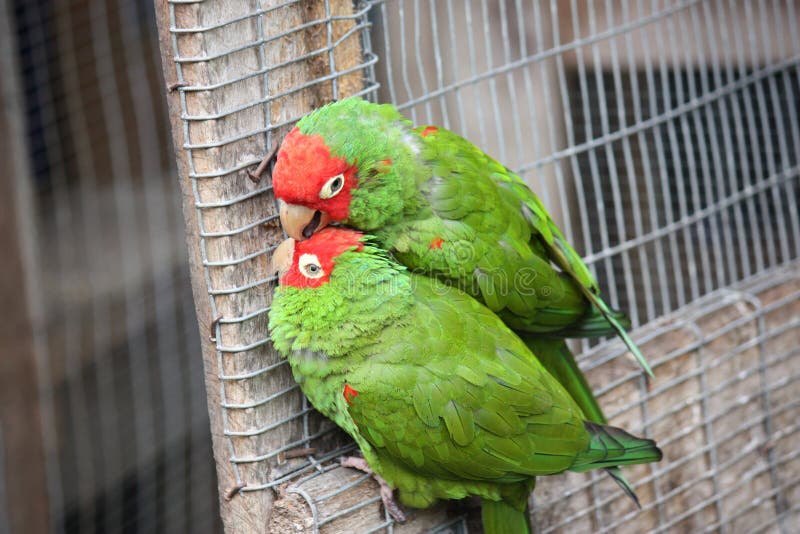 Colorful parakeets stock photo. Image of colors, yellow - 32402172