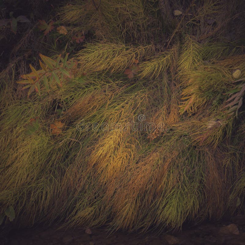 Closeup Shot of Colorful Wild Plants Laying on the Ground Stock Image ...