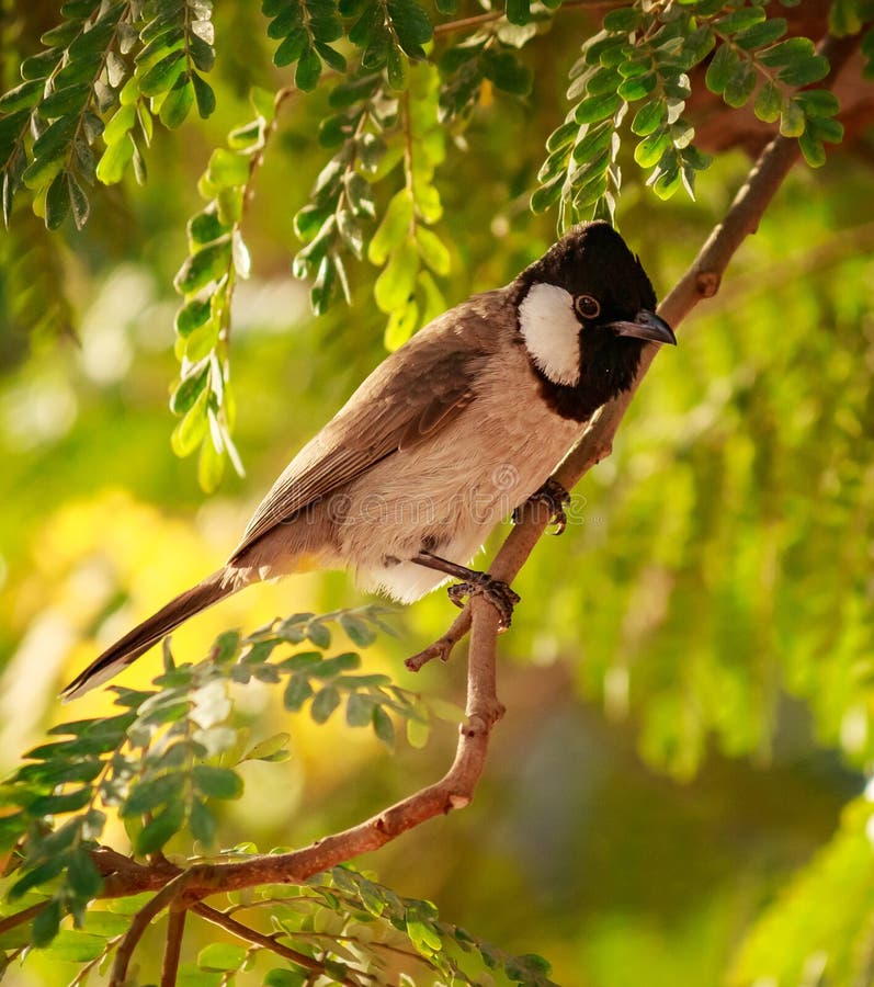 Closeup Shot of a Common Bulbul Sitting on the Branch of a Tree with a ...