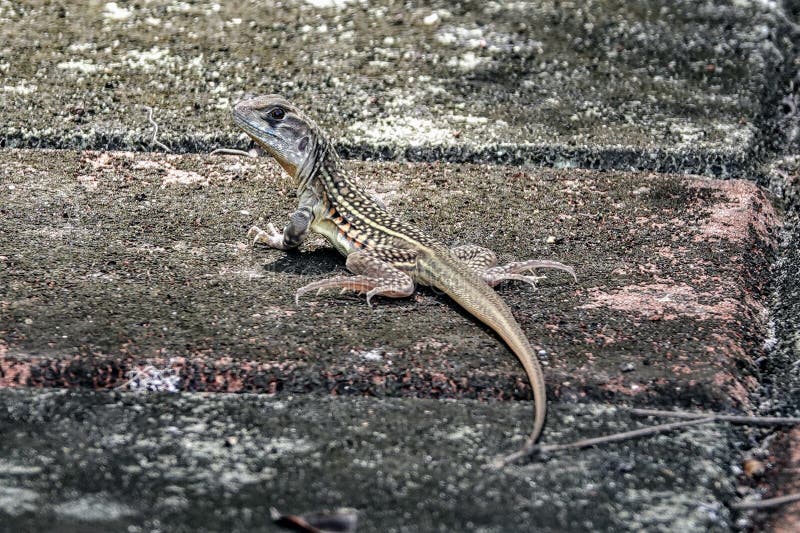 Closeup Shot of a Common Butterfly Lizard on the Ground Stock Photo ...