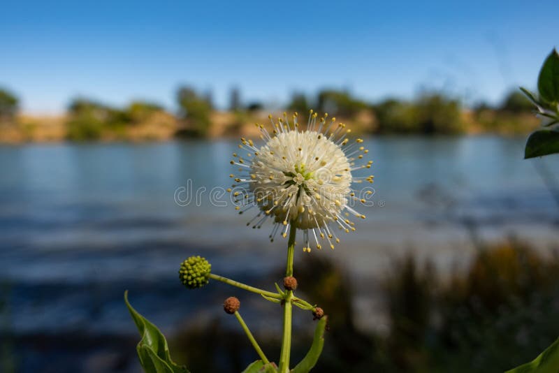 Closeup Shot of the Common Buttonbush Growing on the Shore of the River ...