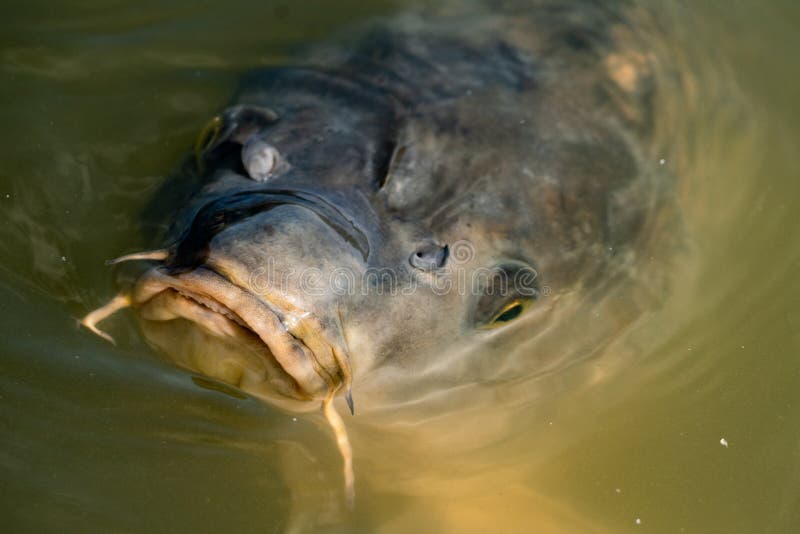 Closeup Shot of a Common Carp Fish (Cyprinus Carpio) in the Pond Stock ...