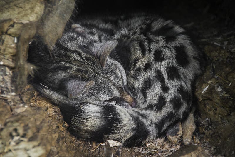 Common genet stock image. Image of small, european, genet - 35414549