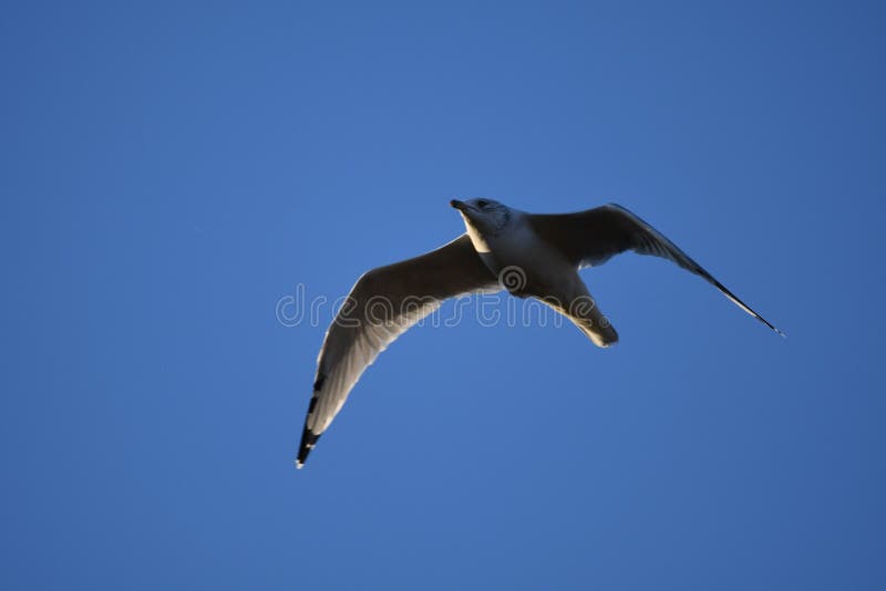 Closeup Shot of a Common Gull Flying with Its Wings Wide Open in the ...