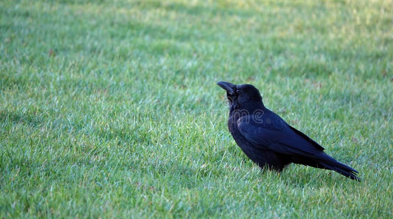 Closeup Shot of the Common Raven on a Green Grass Stock Photo - Image ...