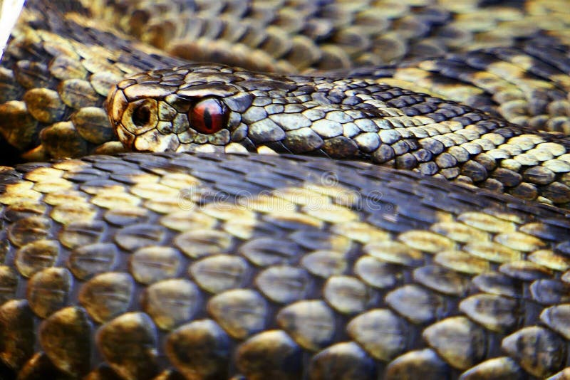 Closeup Shot of a Common Viper on the Grass Stock Image - Image of ...