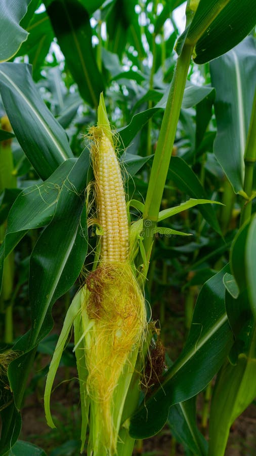A Closeup Shot of Corn on the Cob in the Field in Summer, Inside Corn ...