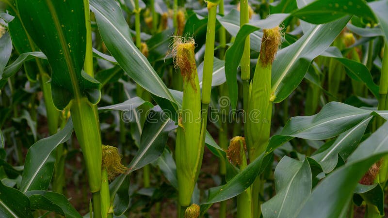 A Closeup Shot of Corn on the Cob in the Field in Summer, Inside Corn ...
