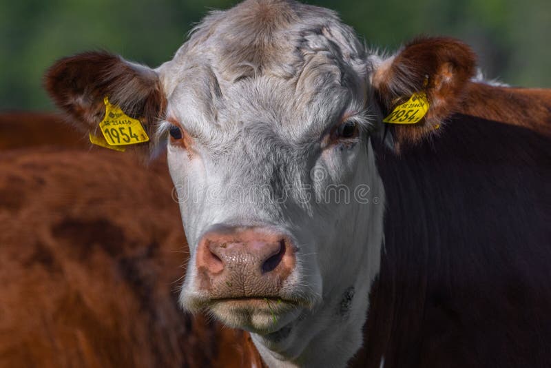 Closeup Shot of a Cow Looking Straight into the Camera Stock Photo ...