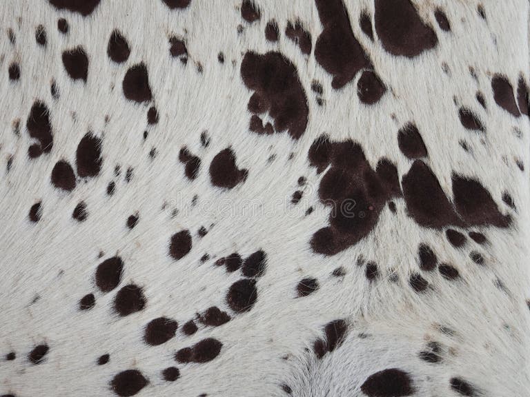 Closeup shot of cowhide stock photo. Image of texture - 201910052