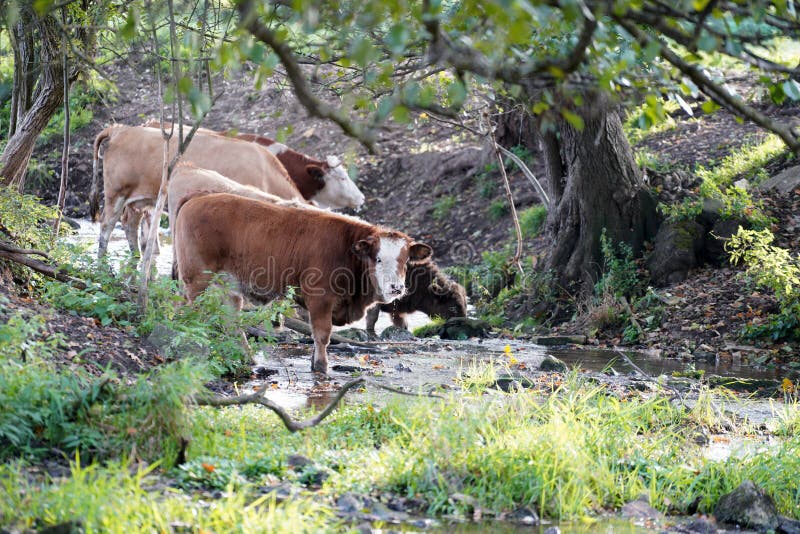 Closeup Shot of Cows in the Greenery Under the Daylight Stock Image ...