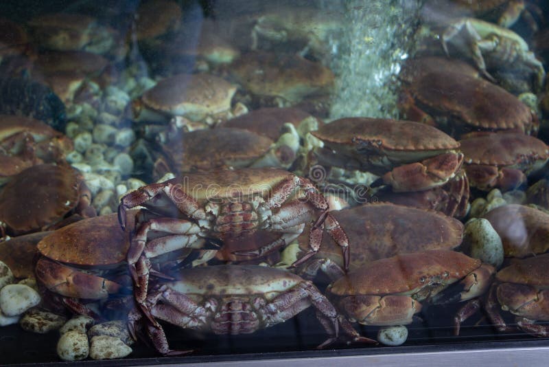 Closeup Shot of Crabs in an Aquarium Stock Photo - Image of wildlife ...