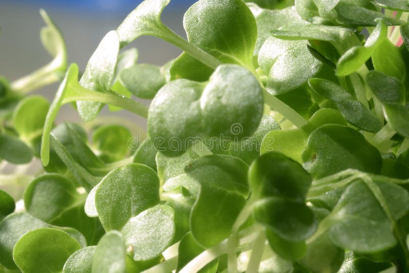 Closeup Shot of Cress Vegetable Leaves with a Blurry Background Stock ...