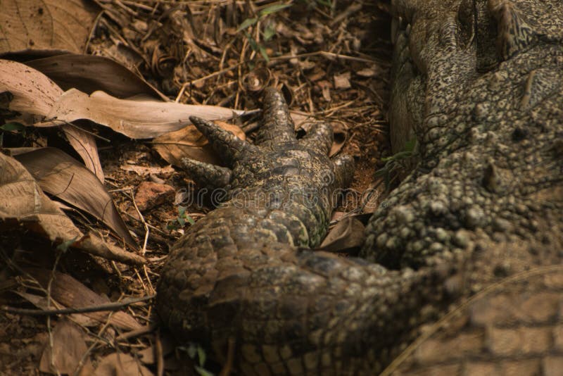 Closeup Shot of Crocodile Scaly Leg. Stock Image - Image of wilderness ...