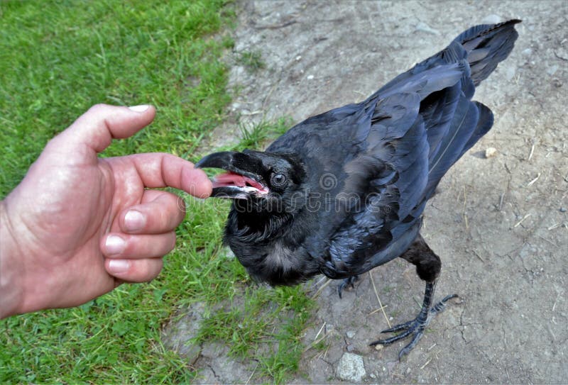 Closeup Shot a Crow Biting a Male S Finger Stock Photo - Image of human ...