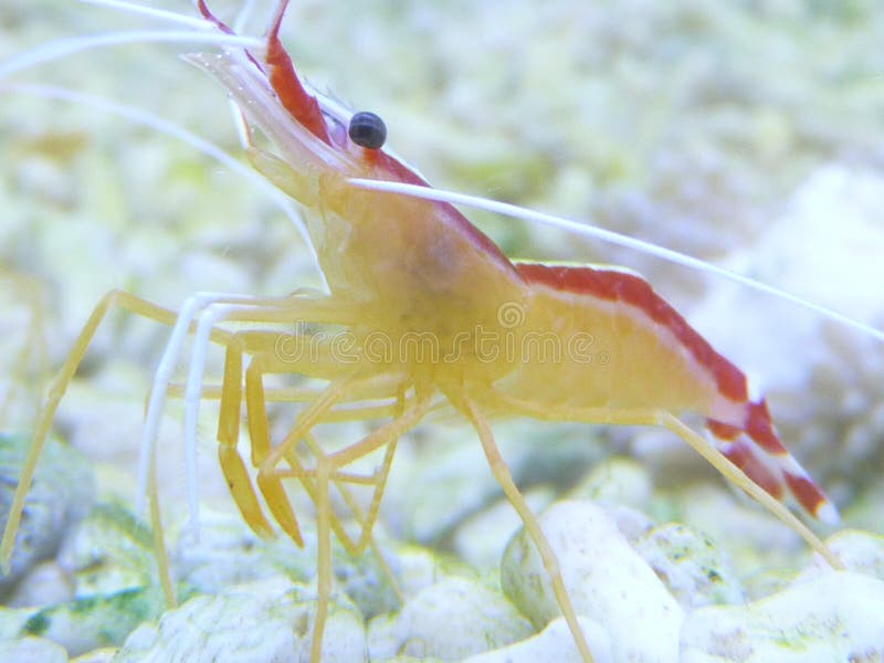 Closeup Shot of the Crystal Shrimp in the Fish Tank Stock Photo - Image ...