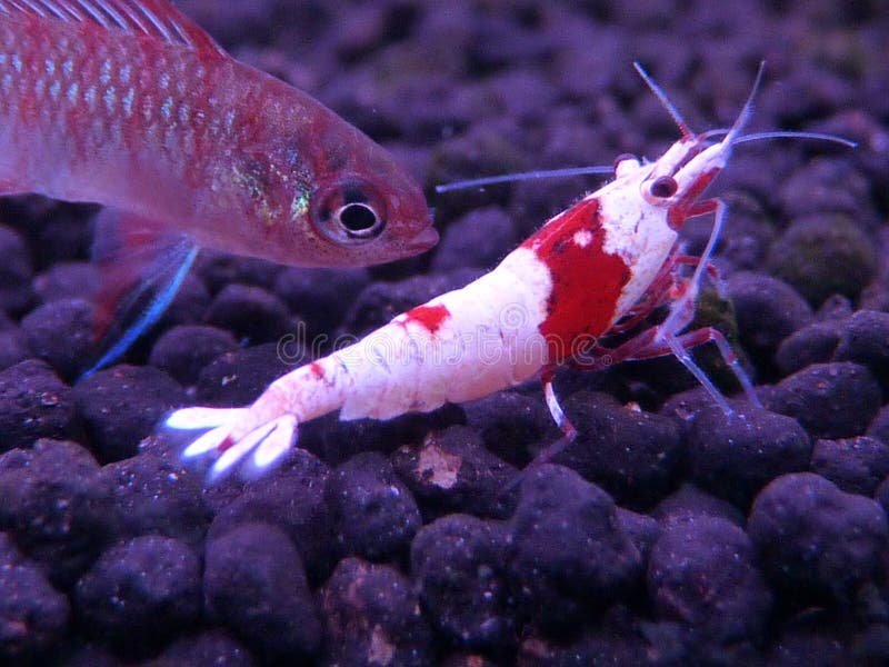 Crystal Red Shrimp stock photo. Image of crystal, fish - 25668068