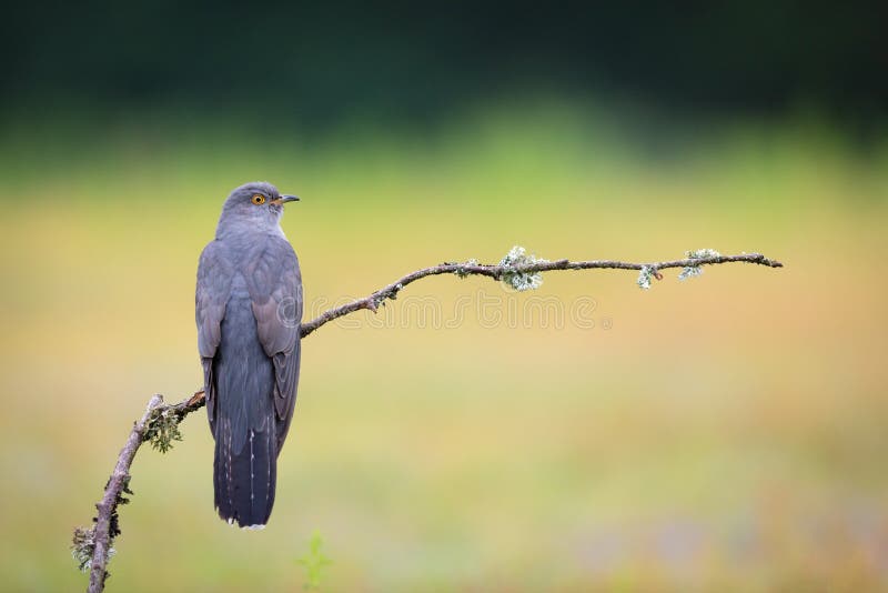 Closeup Shot of a Cuckoo Bird on the Tree Branch Stock Photo - Image of ...