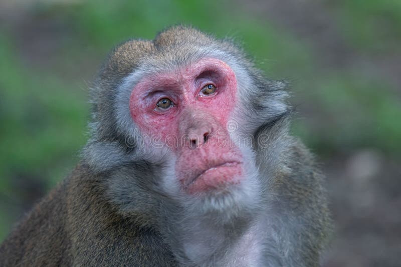 Closeup Shot of a Curious Red Macaque Monkey Looking To the Side Stock ...