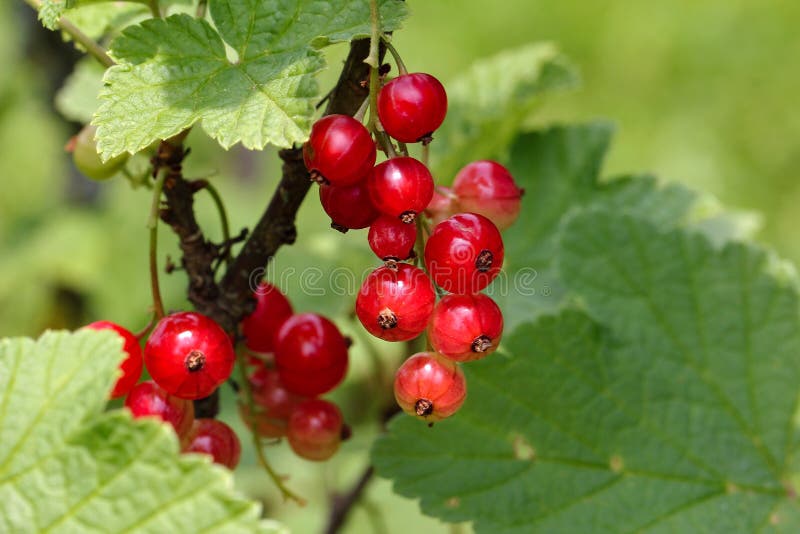 Closeup Shot of Currants on the Tree Stock Photo - Image of vitamin ...
