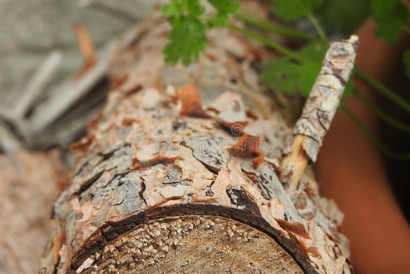 Closeup Shot of a Cut Log of a Birch Tree Stock Image - Image of lumber ...