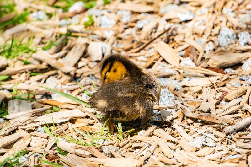 Closeup Shot of a Cute Baby Duckling Stock Image - Image of adorable ...