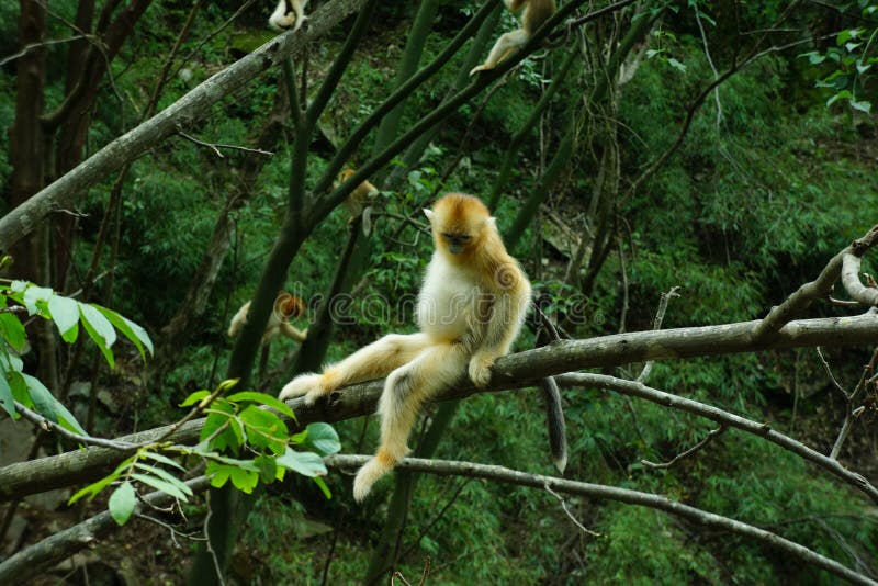 Closeup Shot of a Cute Baby Monkey on a Tree Stock Photo - Image of ...