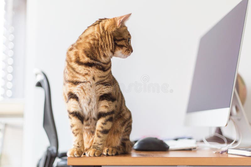 Closeup Shot of a Cute Bengal Cat Looking at a Computer Stock Image ...