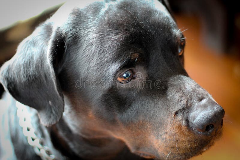 Closeup Shot of a Cute Black and Brown Rottweiler Stock Photo - Image ...