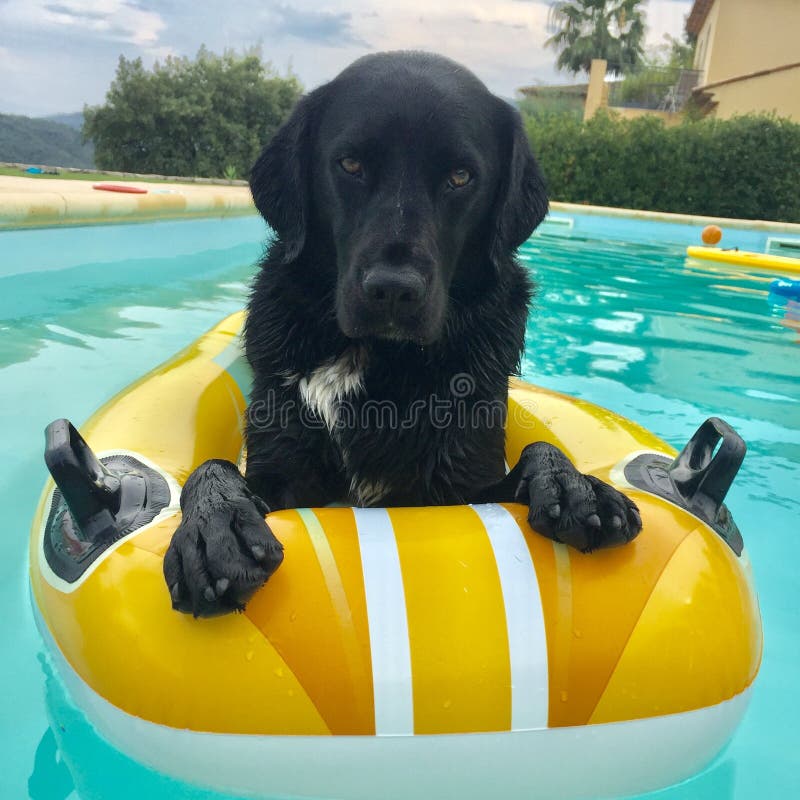 Closeup Shot of a Cute Black Labrador in a Swimming Pool Stock Image ...