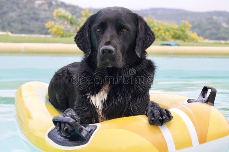 Closeup Shot of a Cute Black Labrador in a Swimming Pool Stock Image ...