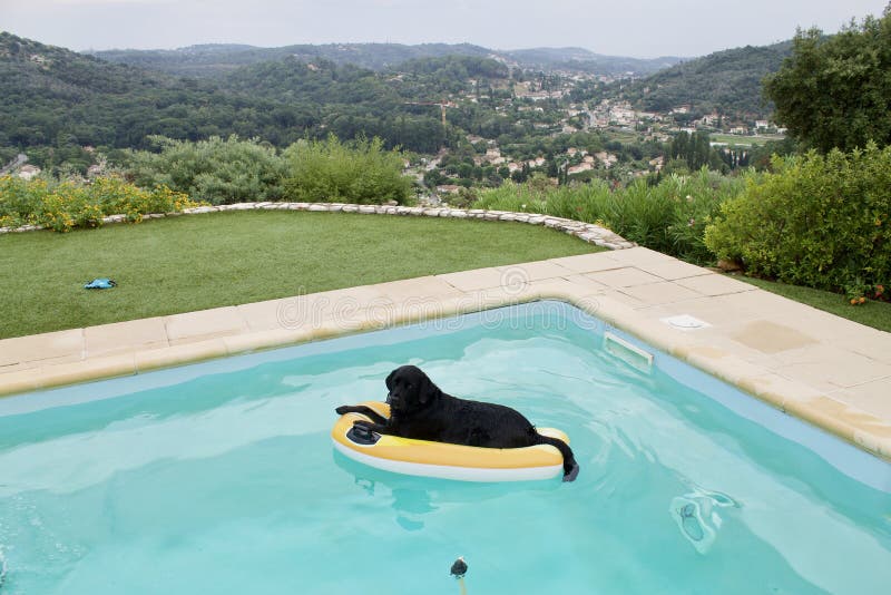 Closeup Shot of a Cute Black Labrador in a Swimming Pool Stock Photo ...