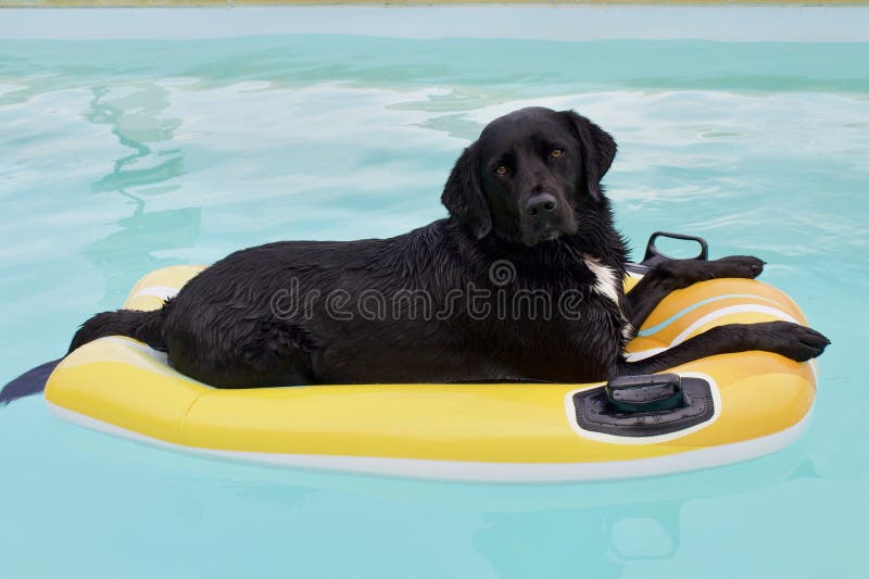 Closeup Shot of a Cute Black Labrador in a Swimming Pool Stock Photo ...