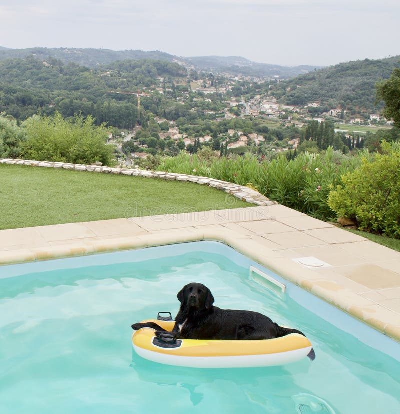 Closeup Shot of a Cute Black Labrador in a Swimming Pool Stock Image ...
