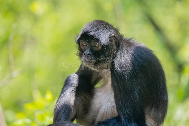 Closeup Shot of a Cute Black Monkey Stock Photo - Image of looking ...