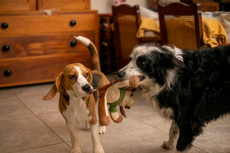 Closeup Shot of a Cute Border Collie and Beagle Dog Fighting for a Toy ...