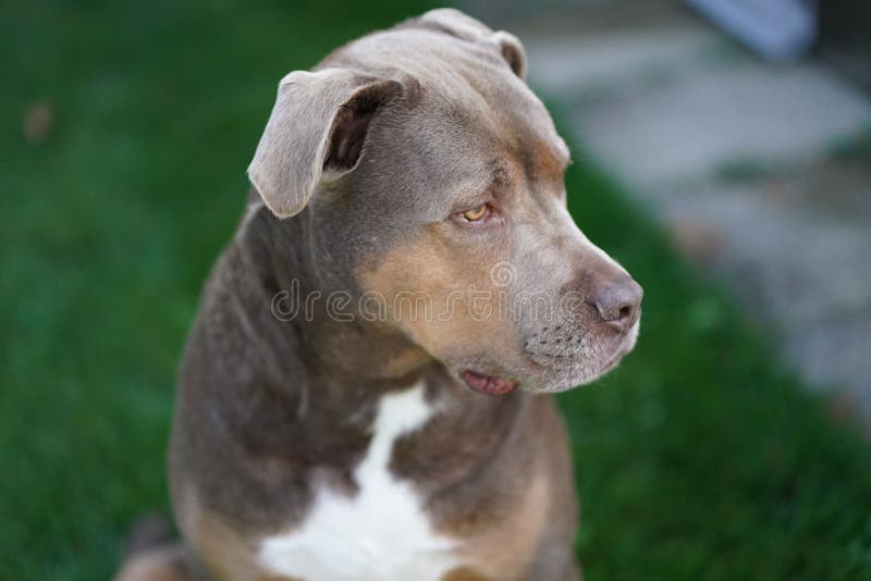Closeup Shot of a Cute Brown Pit Bull Stock Image - Image of nature ...