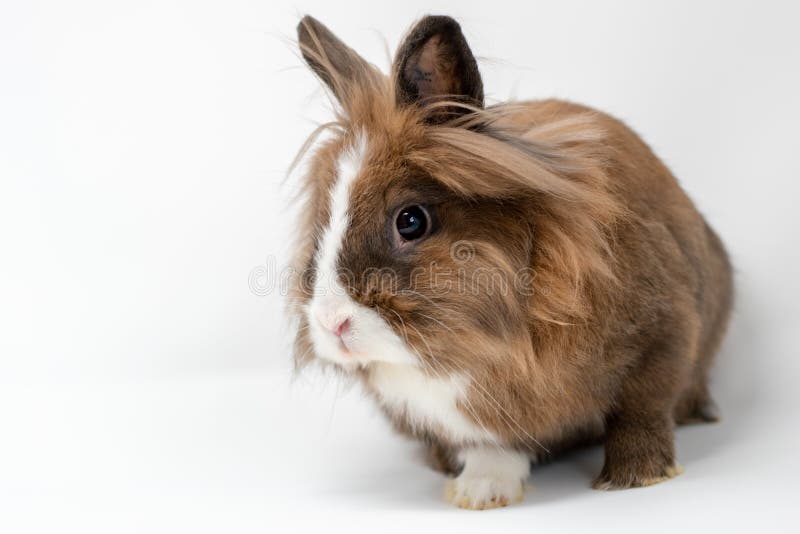 Closeup Shot of a Cute Brown and White Rabbit Stock Image - Image of ...