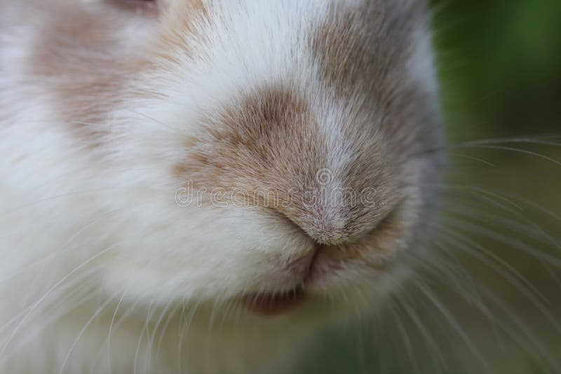 Closeup Shot of a Cute Bunny Nose on a Blurred Background Stock Photo ...