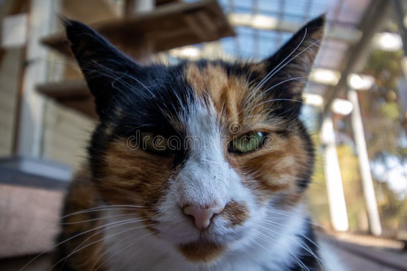 Closeup Shot Of A Cute Calico Cat Face With Green Eyes Stock Image Image Of Kitty Feline