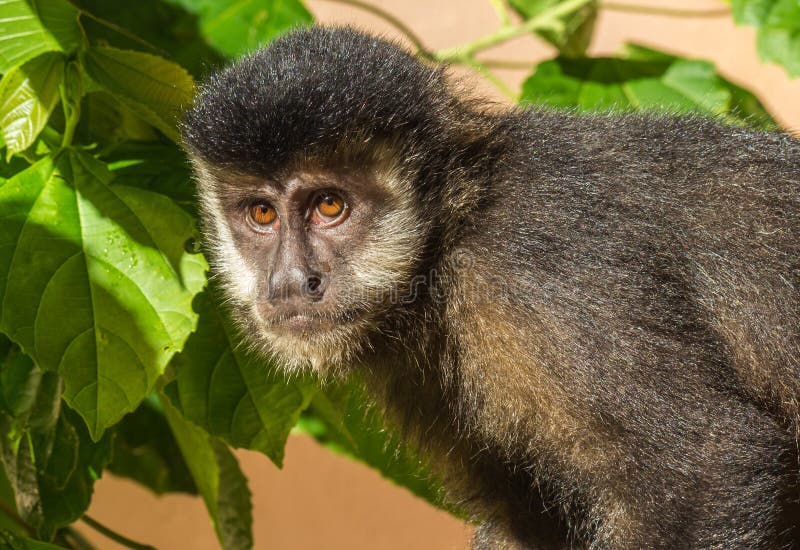Cute Capuchin Monkey Sketch Hand Drawn Realistic Style Vector ... Cute Capuchin Monkey Sketch Hand Drawn Realistic Style Vector ...