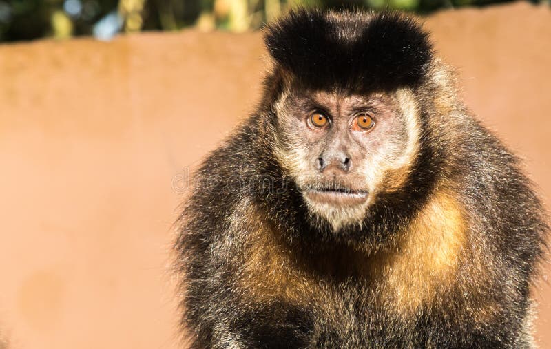 Closeup Shot of a Cute Capuchin Monkey Stock Image - Image of costa ...