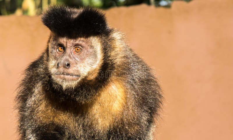 Closeup Shot of a Cute Capuchin Monkey Stock Photo - Image of closeup ...
