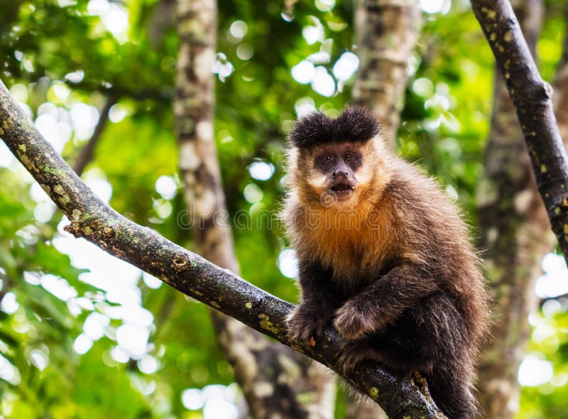 Closeup Shot of a Cute Capuchin Monkey in a Rainforest Stock Image ...