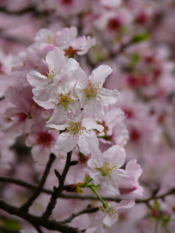 Closeup Shot of Cute Cherry Blossoms Under the Sunlight Stock Photo - Image of blossoms ...