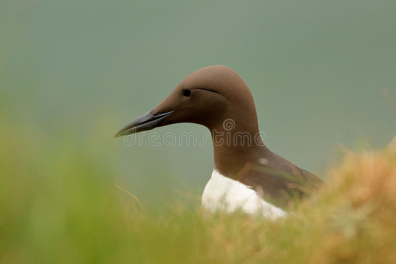 Closeup Shot of a Cute Common Guillemot Stock Photo - Image of bird ...