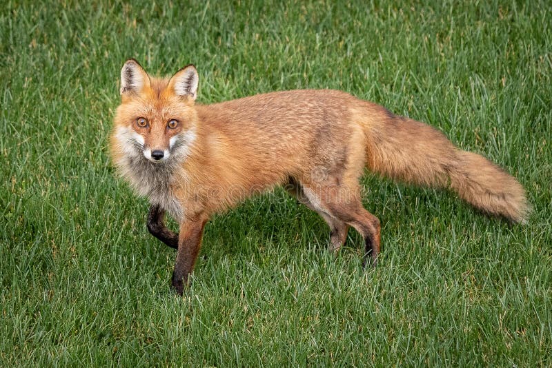 Closeup Shot of a Cute Curious Wild Fox Sneaking into a Garden Stock ...