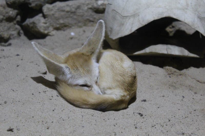 A Fennec Fox sleeping stock photo. Image of black, mouth - 54459476